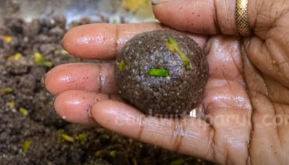 Ragi Ladoo Recipe | How to make Ragi Ladoo at Home | Ragi Ke Laddu ...